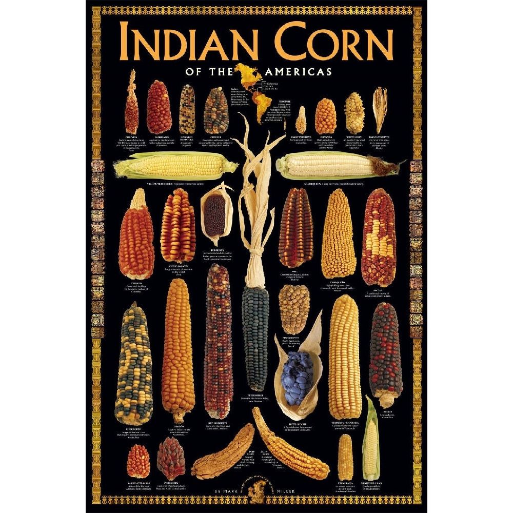 LOIS PHOTOGRAPH LOIS PHOTOGRAPH 24X36 INDIAN CORN INDIAN CORN POSTET ...